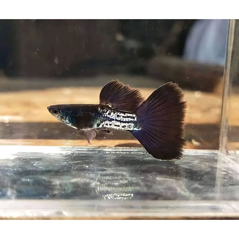 Jual Guppy Metal Snake Skin Black Tail gupi ikan hias | Shopee Indonesia