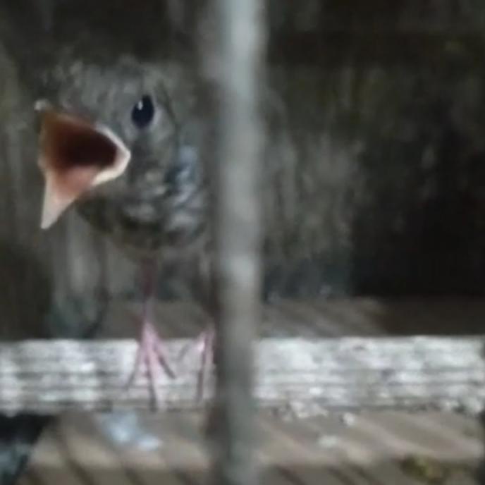 Jual Burung Srdc ORI Bali Trotol Jantan lolohan | Shopee Indonesia