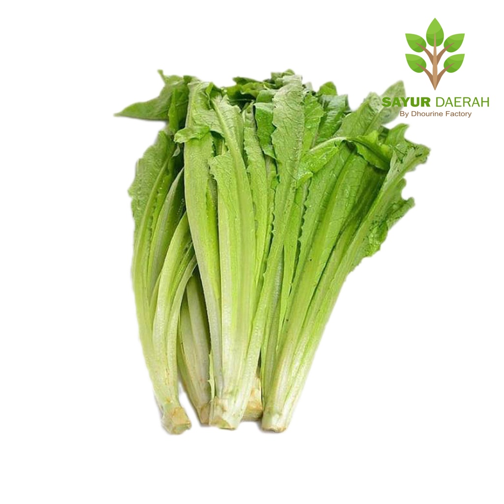Jual Selada Wangi Siomak 500 Gr | Sayur Daerah | Shopee Indonesia