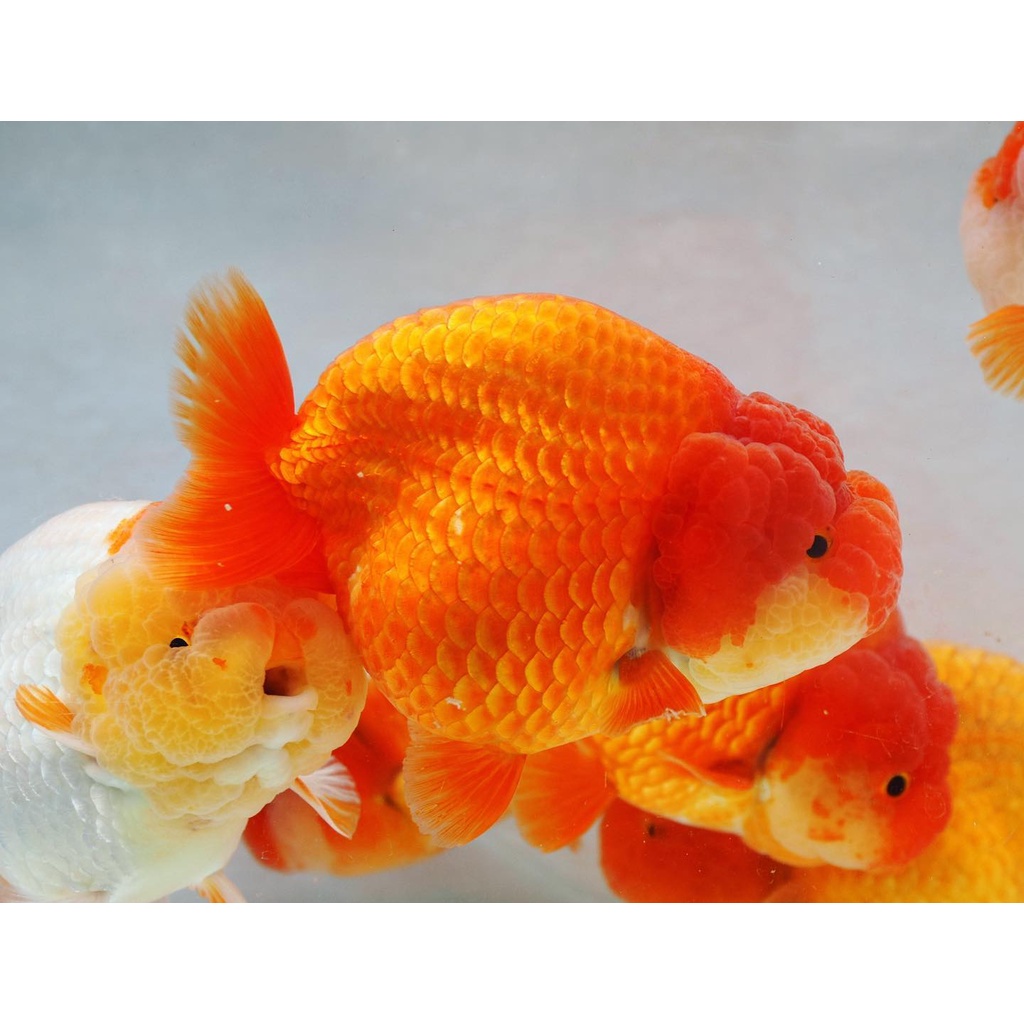 Jual Ikan Mas Koki Rancu jambul gen import / ikan hias rancu / ikan ...