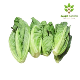 Jual Kubis Baby Keciwis 500 Gr | Sayur Daerah | Shopee Indonesia