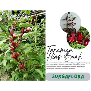Jual Bibit Tanaman Rosella Merah - Bibit Tanaman Bunga Rosela Merah ...