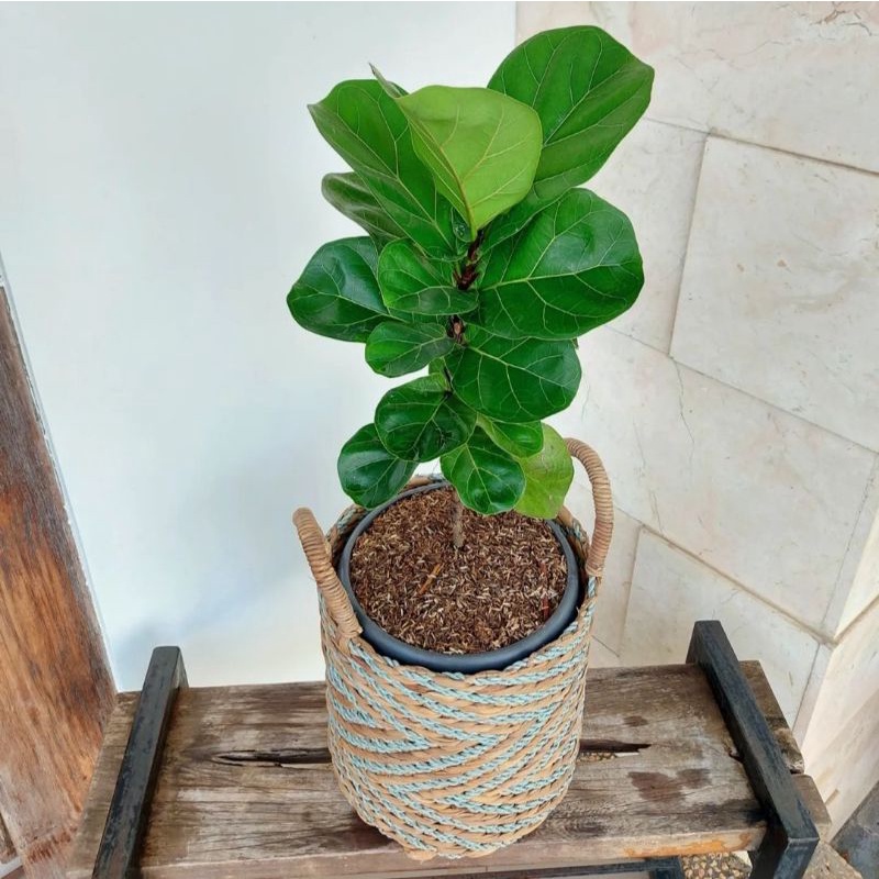 Jual Tanaman Hias Ketapang Biola Cantik (Mini) - Bibit Tanaman Hias ...