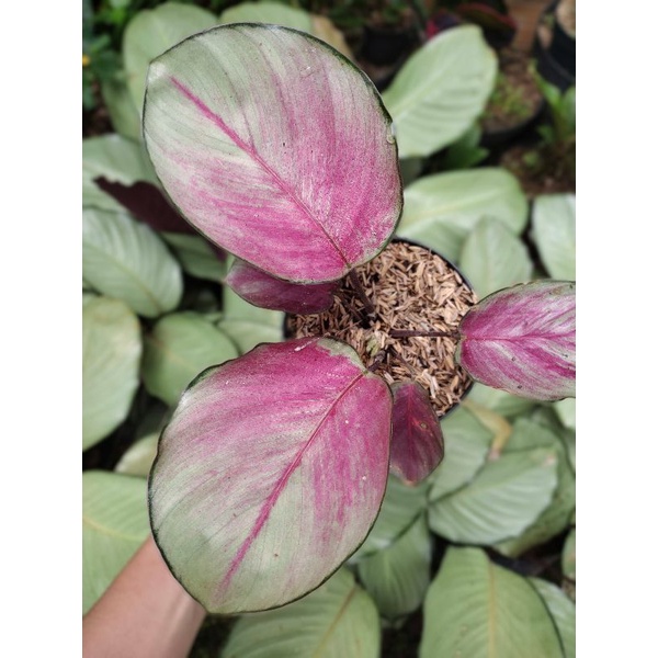 Jual Calathea Pink Aurora/ Calathea Sexy Pink | Shopee Indonesia