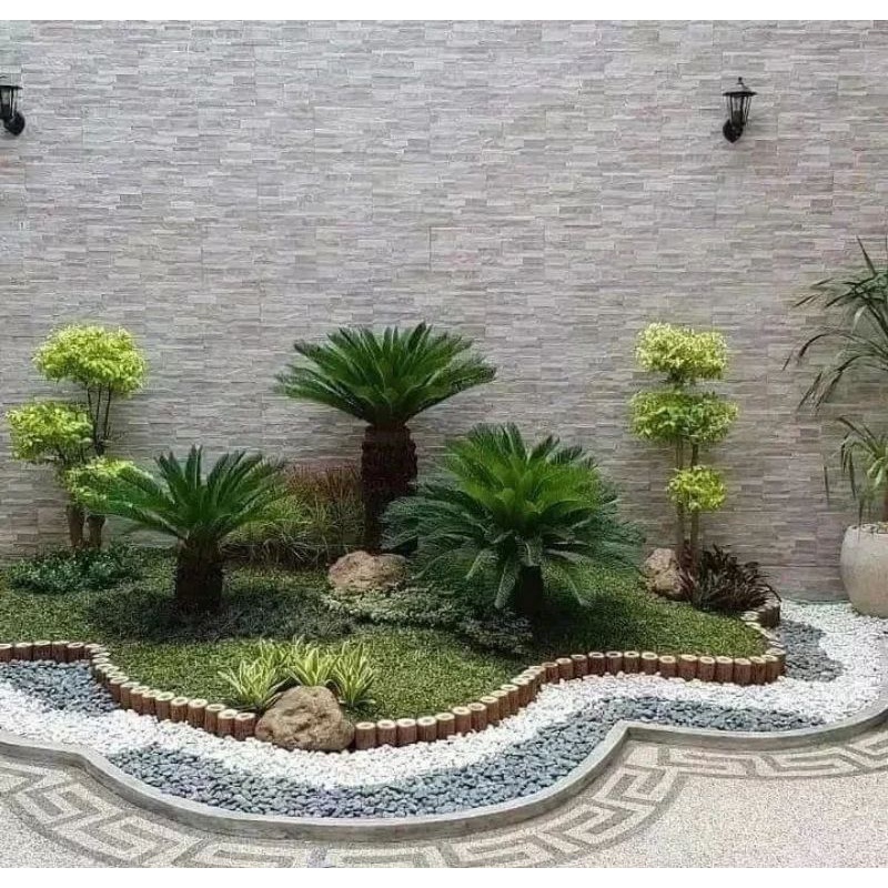 Jual tanaman palem sikas besar pohon palm sikas mawar jambe taman ...