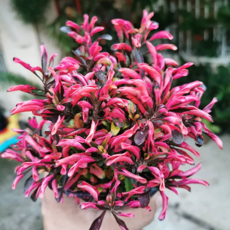 Jual Tanaman hias krokot merah / calico plant / rumput merah unik ...