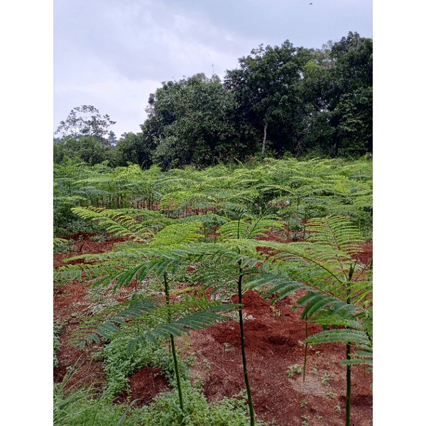 Jual Pohon Peneduh Solobium/Pohon Pakis Brazil | Shopee Indonesia