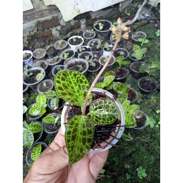 Jual Jewel Orchid / Anggrek Permata / Macodes Petola | Shopee Indonesia