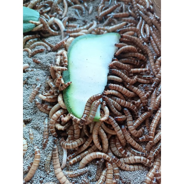 Jual Ulat Jerman Hidup 1000 gram bersih (1kg) | Shopee Indonesia