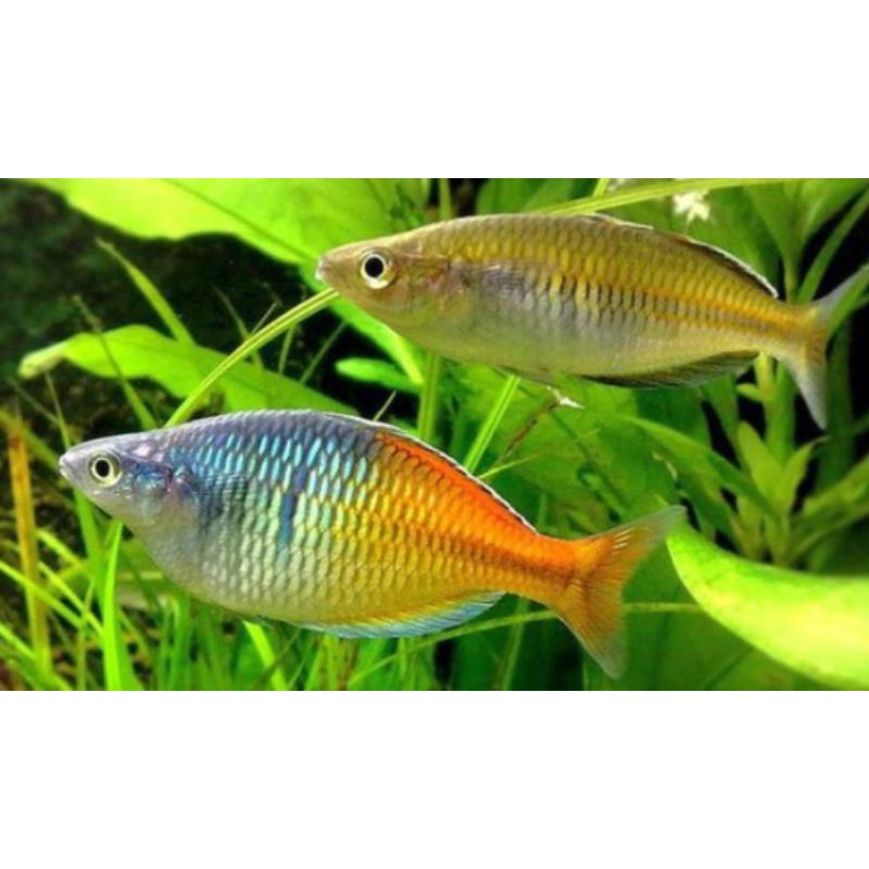 Jual Ikan Rainbow Terlengkap & Harga Terbaru Maret 2023 | Shopee Indonesia