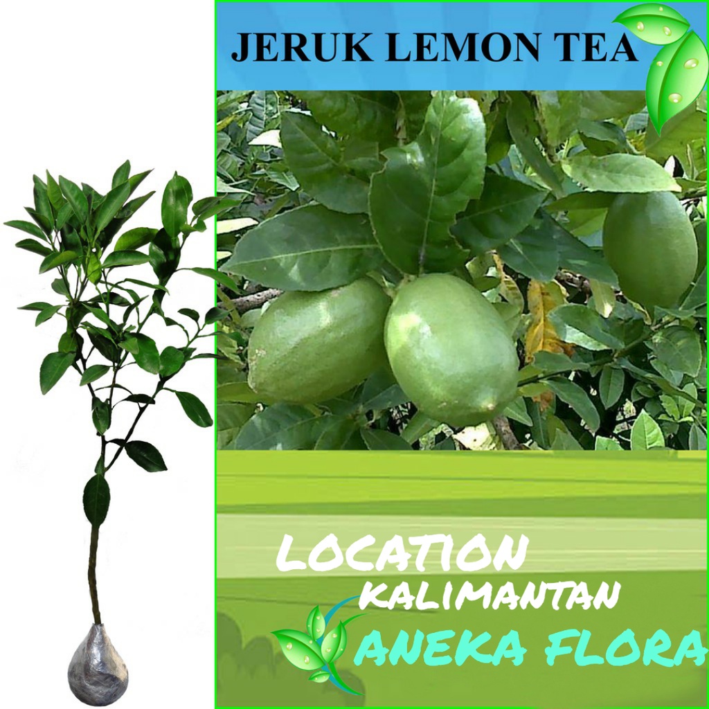 Jual Bibit jeruk lemon tea (cangkok,okulasi) ukuran 50-70cm | Shopee ...