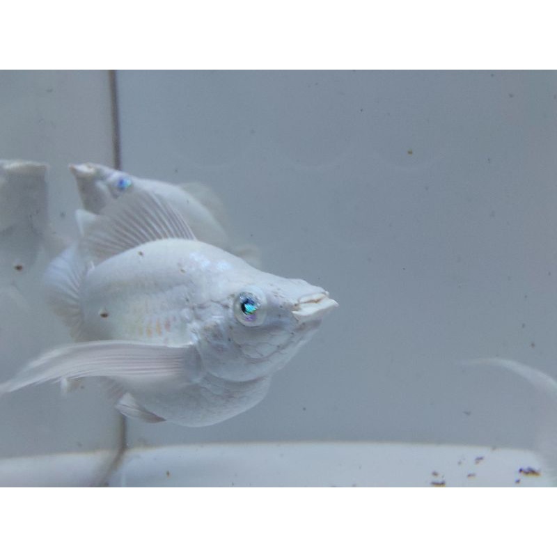 Jual platinum molly blue eyes | Shopee Indonesia