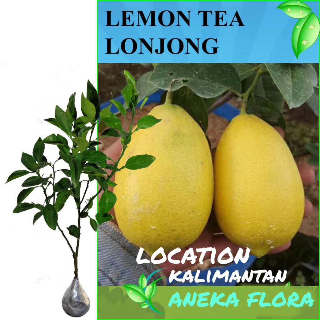 Jual Bibit jeruk Lemon Tea Lonjong (50-70cm) | Shopee Indonesia