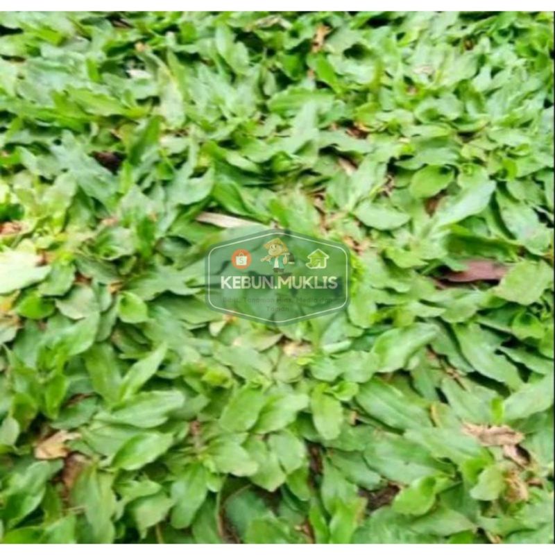 Produk Kebun Muklis | Shopee Indonesia