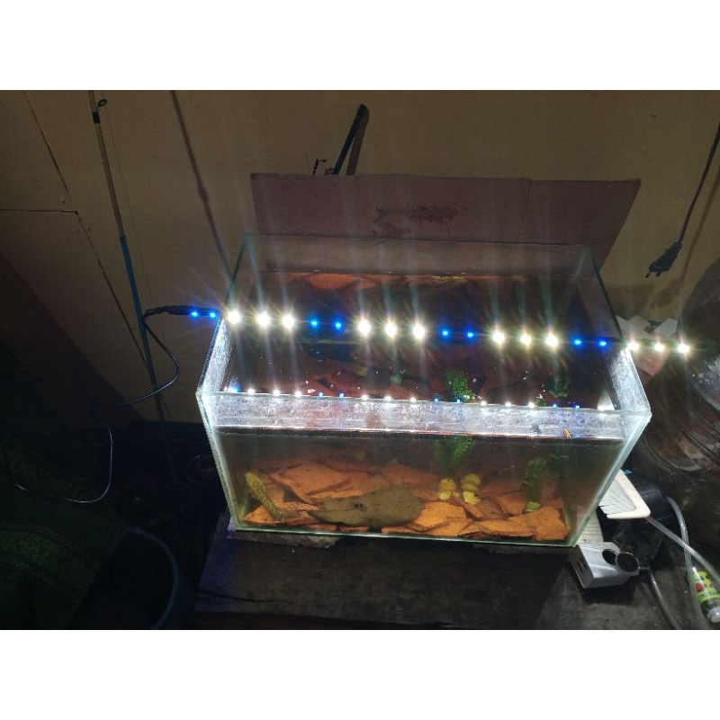 Jual lampu aquarium led 50cm biru putih | Shopee Indonesia