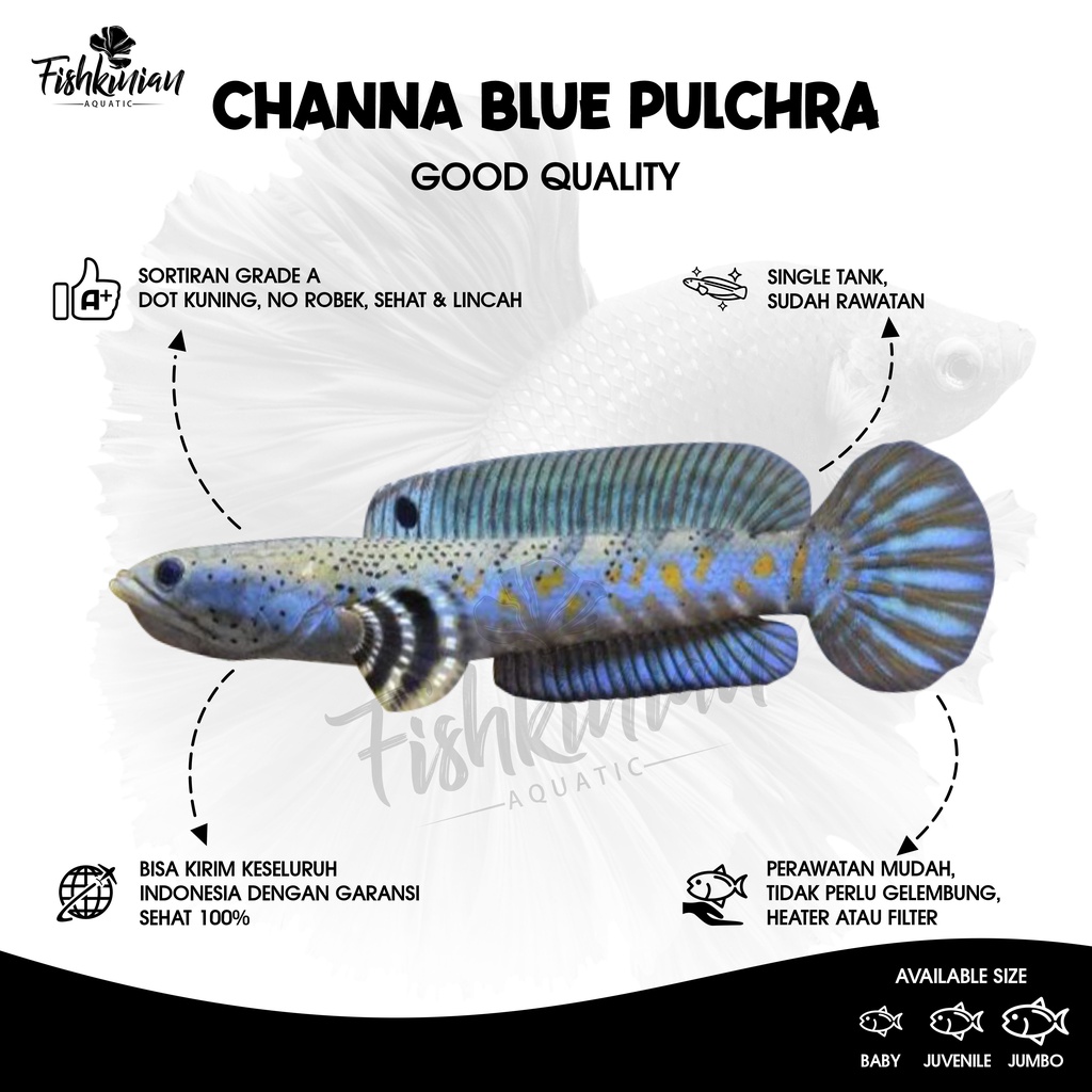 Jual Channa Blue Pulchra - SINGLE TANK | Shopee Indonesia
