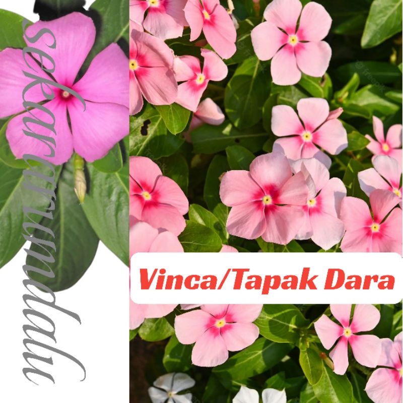 Jual Tanaman Bunga Hias VINCA/PERIWINKLE/CHATARANTUS ROSEUS/TAPAK DARA ...