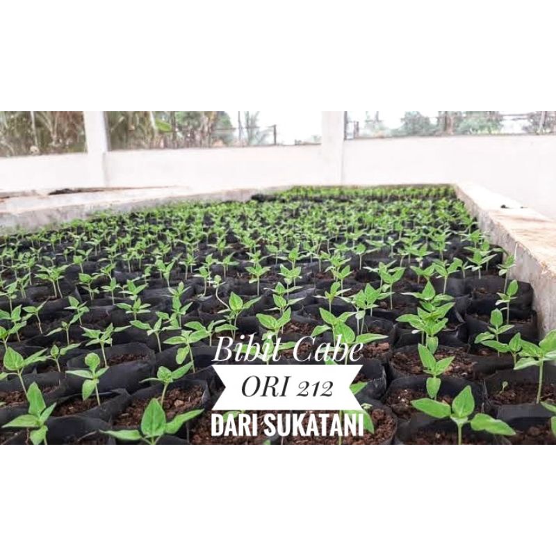 Jual Bibit Cabe Semai Ori 212 tinggal tanam | Shopee Indonesia Jual Bibit Cabe Semai Ori 212 tinggal tanam | Shopee Indonesia