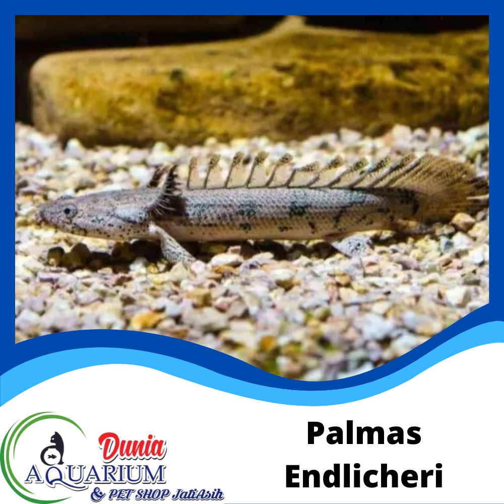 Jual Ikan Hias Palmas Endliceri Ikan Naga Aquarium Tawar | Shopee Indonesia