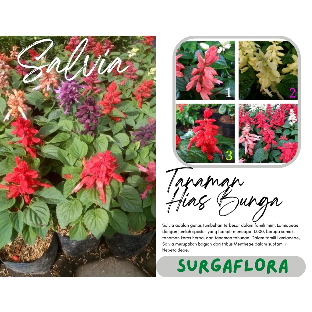 Jual Tanaman Hias Bunga Salvia Berbunga ( Sedia 5 Warna) | Shopee Indonesia