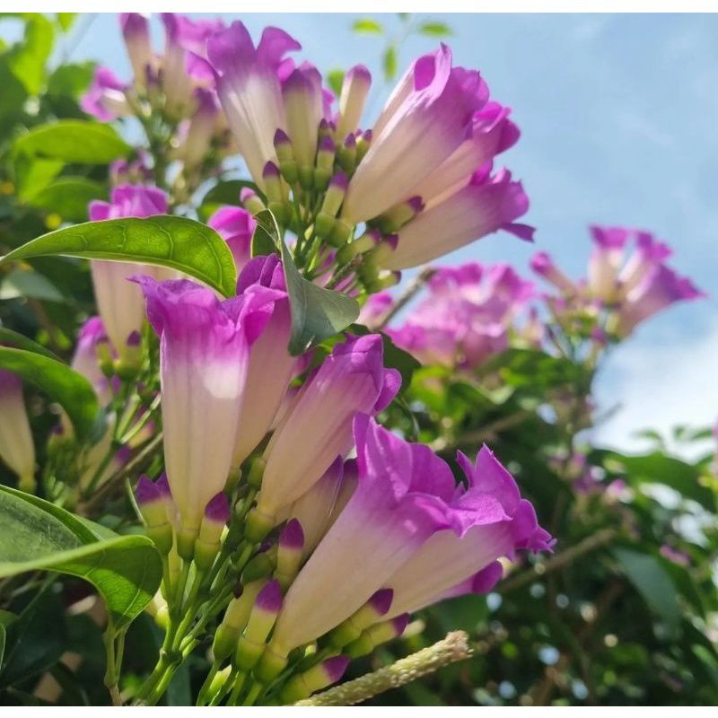 Jual Tanaman hias garlic vine paling murah | Shopee Indonesia