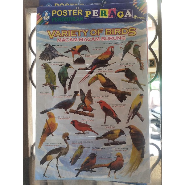 Jual Poster peraga pendidikan| Macam macam burung | Shopee Indonesia