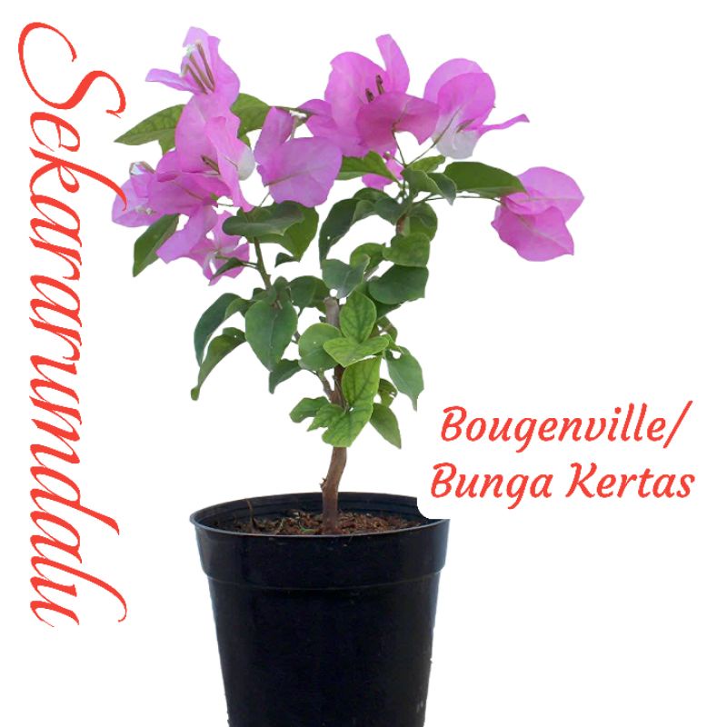Jual BOUGENVILLE/BUNGA KERTAS Tanaman Hias untuk dekorasi atau bahan ...