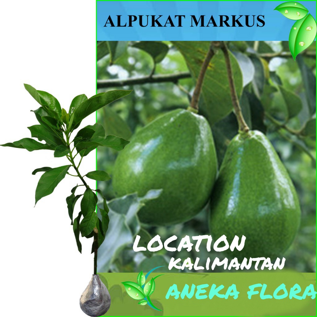 Jual Bibit Alpukat Markus bisa tabulapot (okulasi) ukuran 70-90cm cepat ...