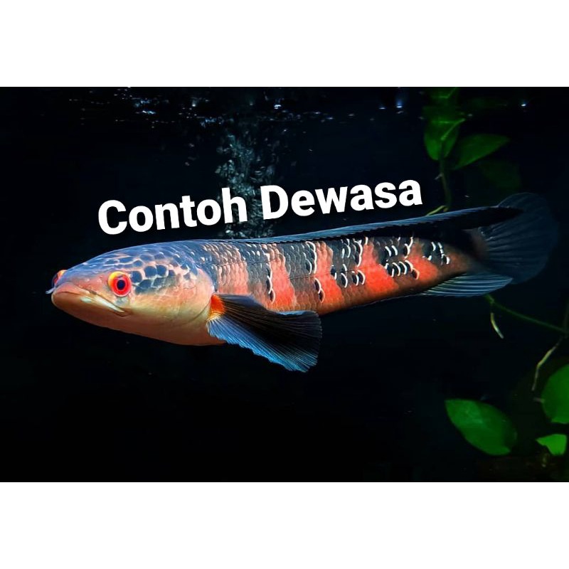 Jual Aksesoris C.O.D Cana Maru Red Sentarum Atau Maru RS,Cana Maru ...