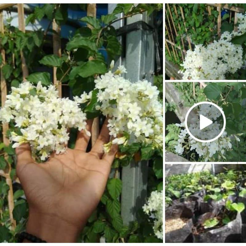 Jual porana volubies bunga wangi menjalar tanaman hias vegetasi lebah ...