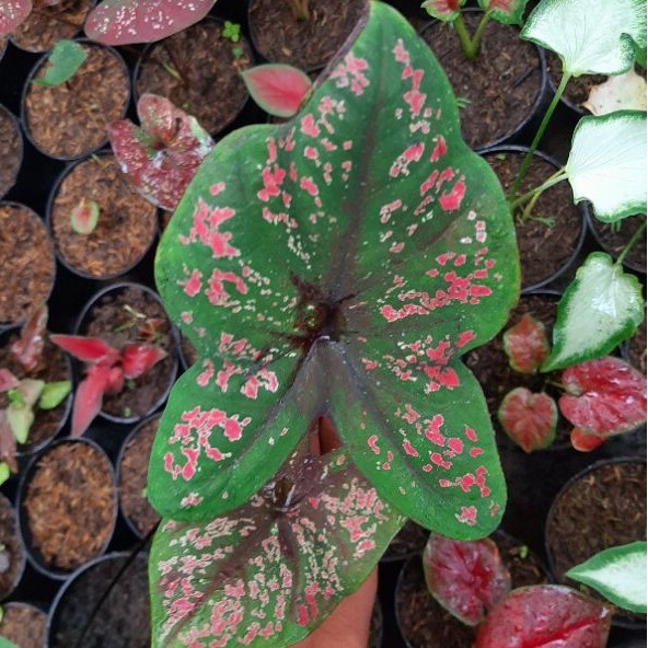 Jual Tanaman Caladium/Tanaman Greenluck/Tanaman Hias Hidup/Tersedia ...