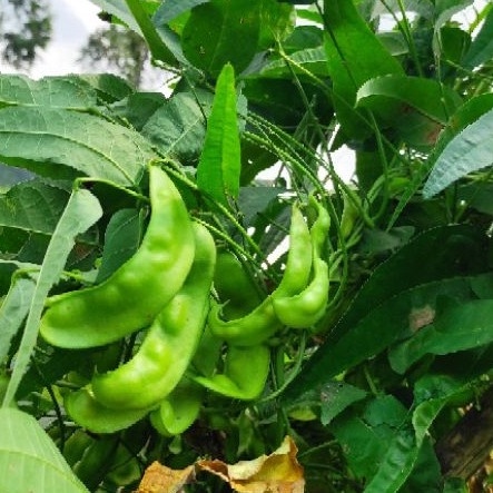 Jual 15 Biji - Benih Kacang Koro Kerupuk ROAY, mudah ditanam dimana ...