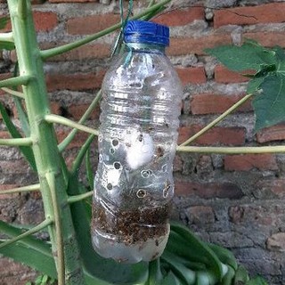 Jual PENALAT 50 (Atraktan Lalat Buah) 10 mL PERANGKAP DAN PENARIK LALAT ...