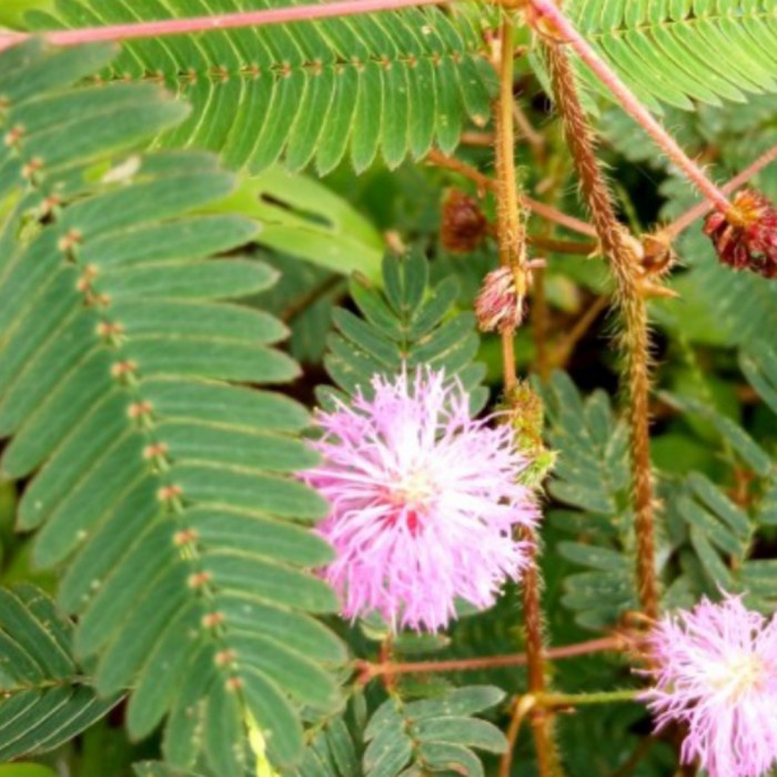 Jual new rumput putri malu segar 250gr | Shopee Indonesia