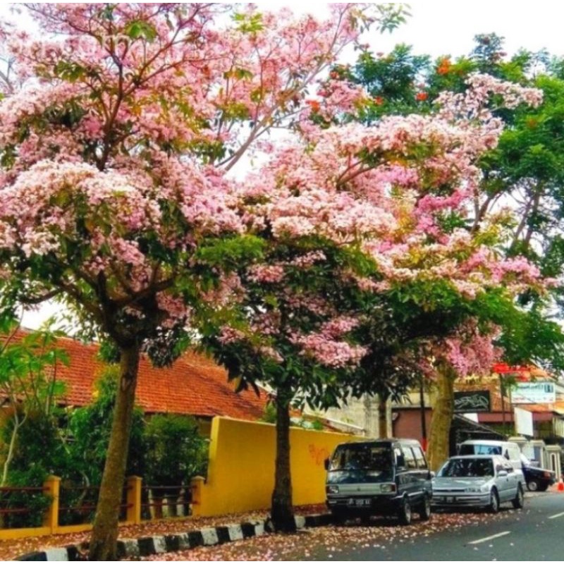 Jual tanaman tabebuya rosea bunga pink tinggi 3 meter pohon peneduh ...