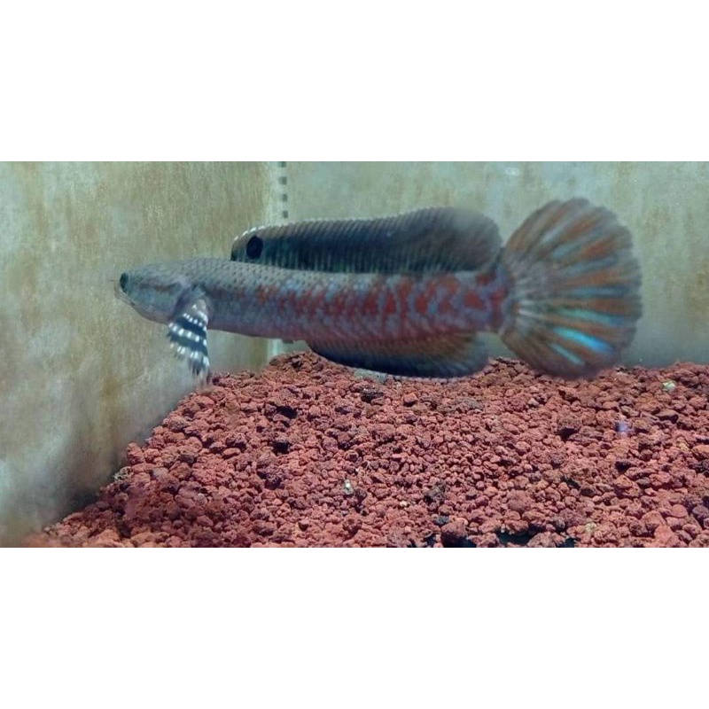 Jual Pulcra Red strip size 8-9cm flaring single tank!!! | Shopee Indonesia