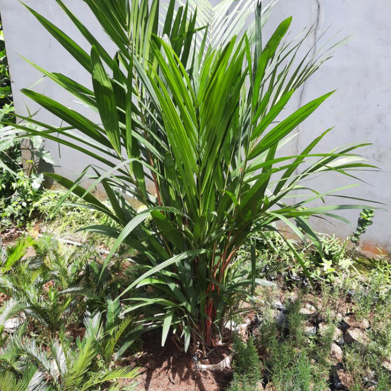 Jual tanaman palm merah rumpun tinggi 1,5 meter palem pinang merah ...