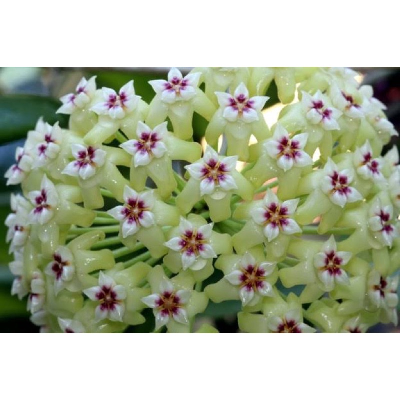 Jual Hoya Dolichosparte | Tanaman Hias Hoya | Hoya Plant | Hoya Siap ...