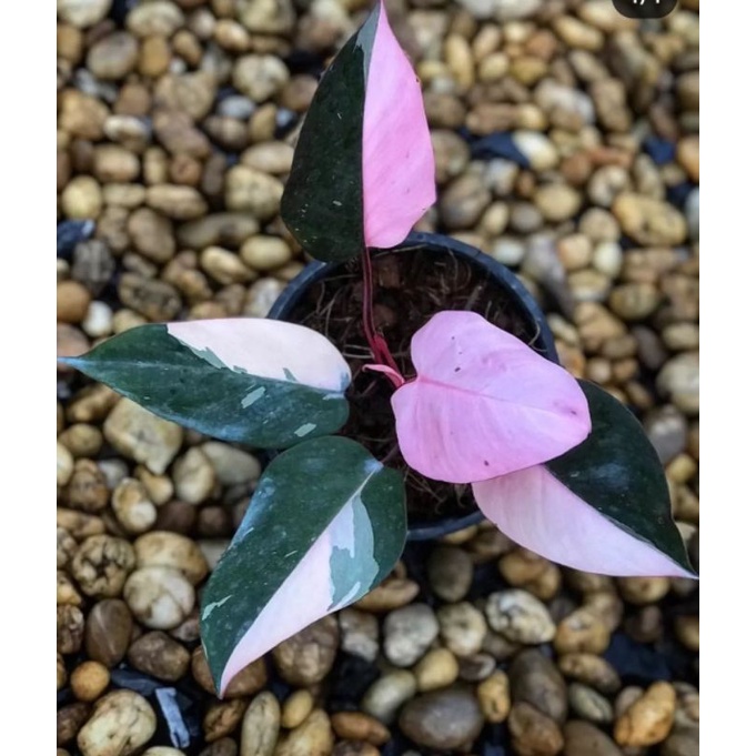 Jual PHILO CONGO PINK | PHILODENDRON PINK CONGO / TANAMAN HIAS HIDUP ...