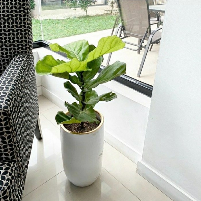 Jual TANAMAN HIAS FIDDLE LEAF FIG/KETAPANG BIOLA/TANAMAN INDOOR ...