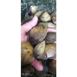 Jual Kerang kijing air tawar hidup paket 20.kg | Shopee Indonesia