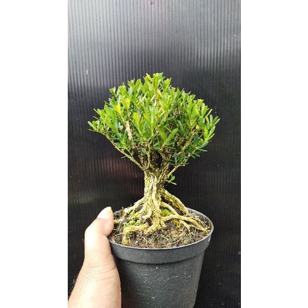 Jual boxus | Shopee Indonesia