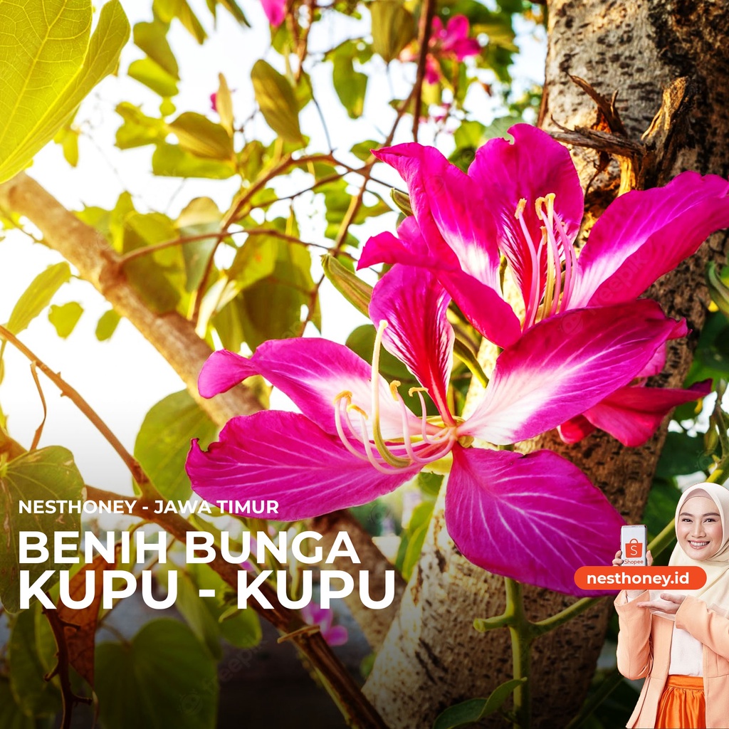 Jual Biji Bunga Kupu Kupu / Bauhinia Purpurea / Tayuman / Pelikacu ...