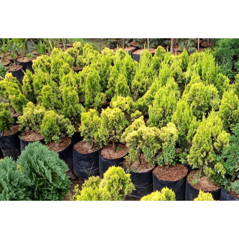 Jual bibit tanaman cemara hias golden peking jumbo tinggi 60 cm ...