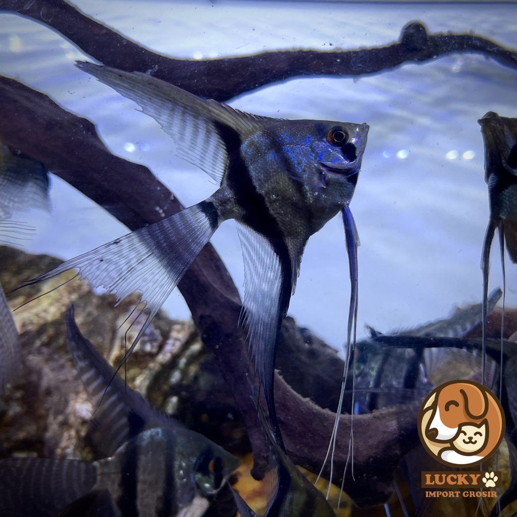 Jual Ikan Hias Air Tawar Aquascape Manfish Perufian Slayer Altum ...