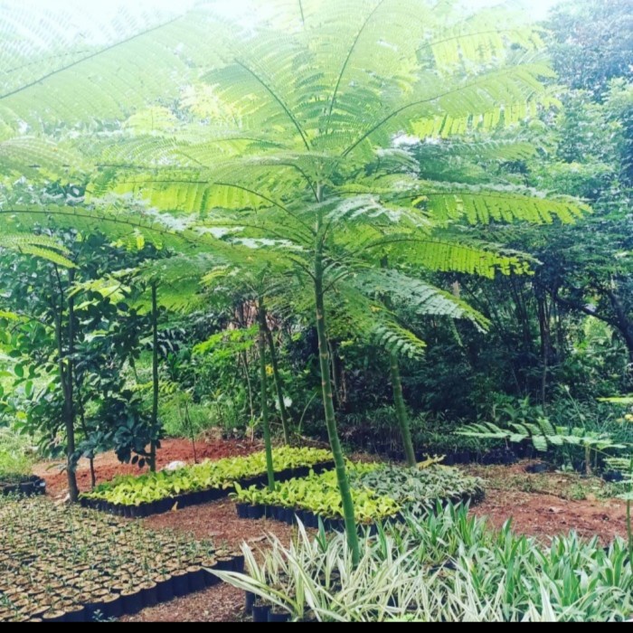 Jual pohon solobium/pakis brazil/pohon peneduh | Shopee Indonesia