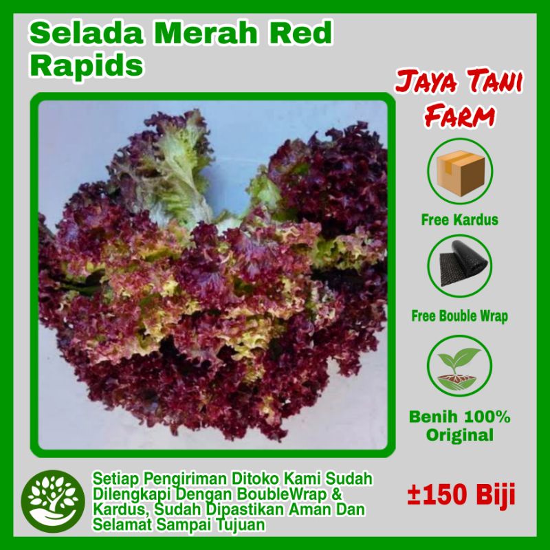 Jual 150 biji benih Selada Merah Red Rapids / Benih Sayuran / Bibit Sayuran / Benih Selada ...