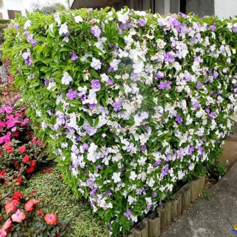 Jual bunga wangi bunga warna ungu putih bunga melati kosta melati costa ...