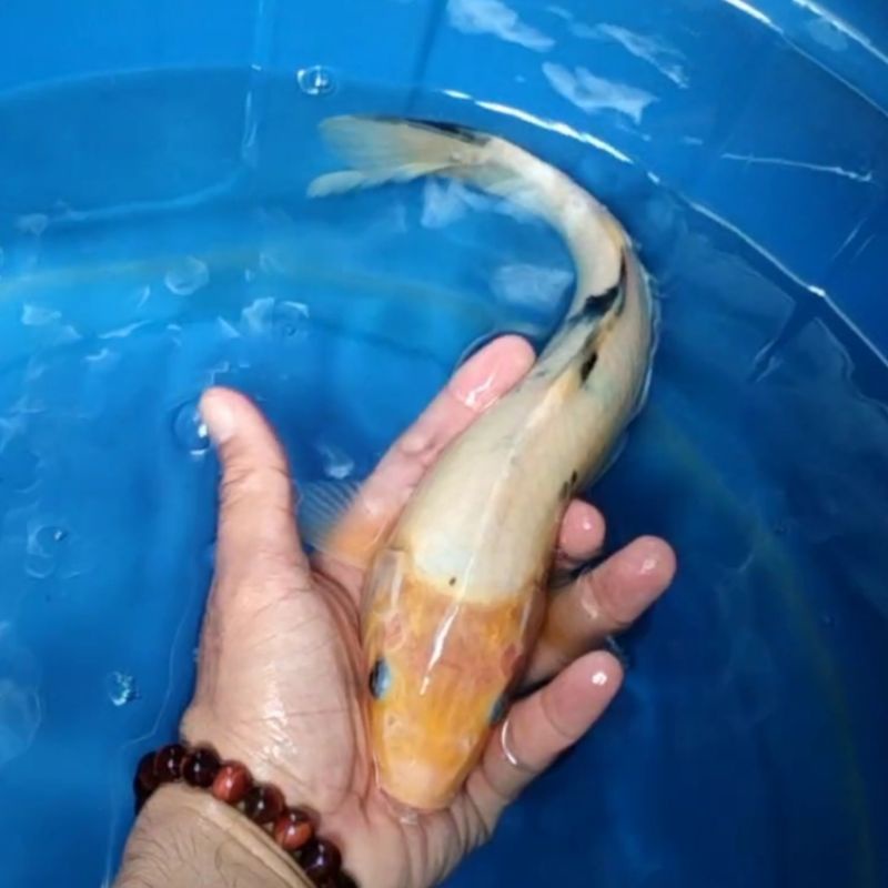Jual Ikan Koi Blitar Jenis Shiro / Rumah Koi Jakarta / kode 002 ...