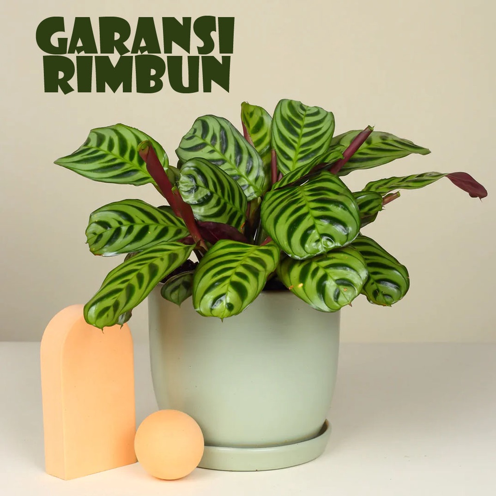 Jual Tanaman hias indoor DIJAMIN RIMBUN dalam ruangan Maranta calathea ...